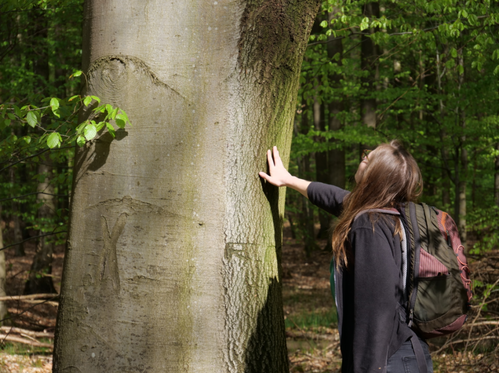 » Nationalpark Steigerwald: Wir werden immer mehr! Lisa Badum